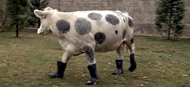 How to be a Cow in the "Lowly Cattle Shed" - Mockingbird