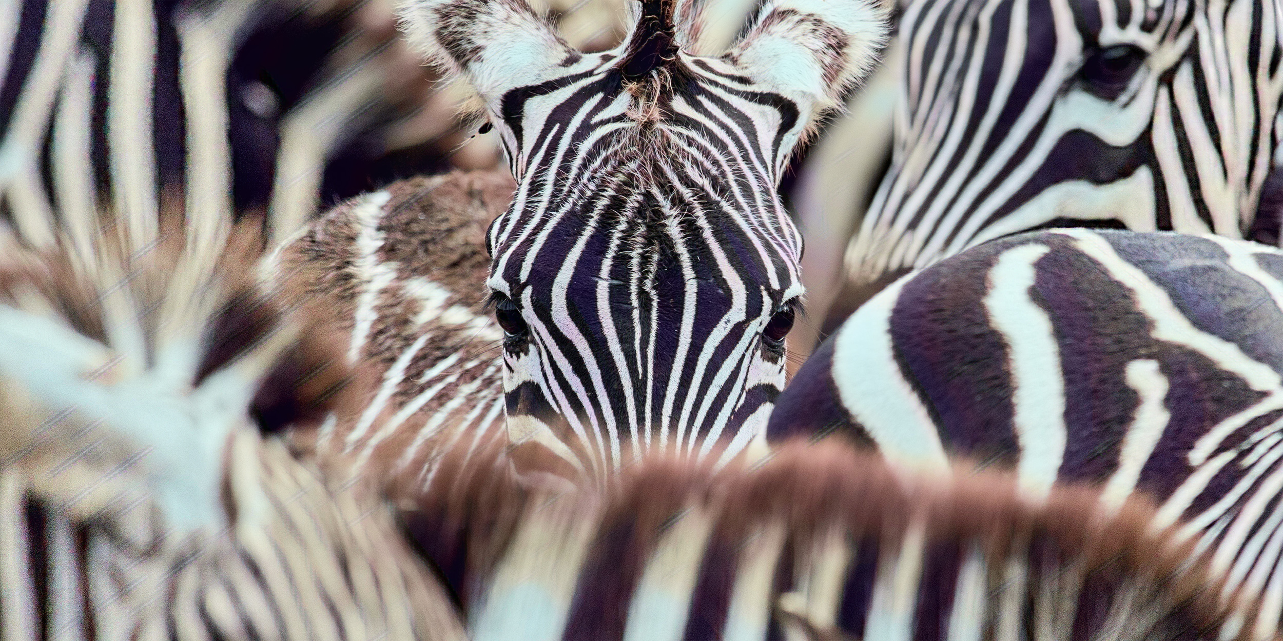 Lockstep Individuality and Baby Name Tragedeighs - Mockingbird