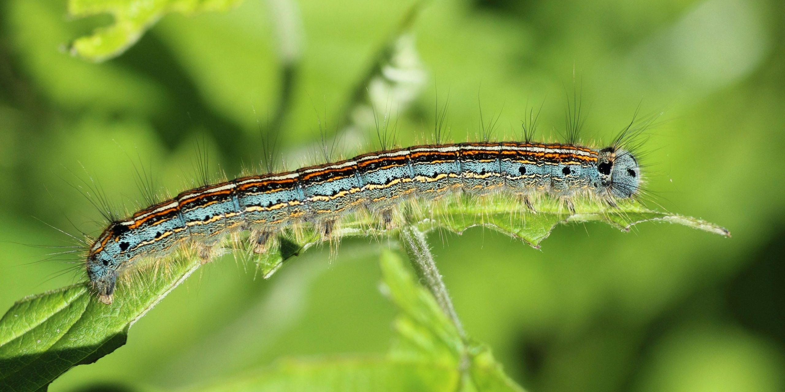 Hope For Caterpillars - Ryan Alvey - Mockingbird
